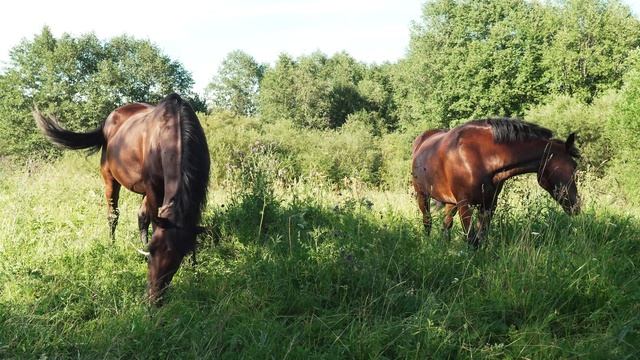Отдых с Кукарским двором