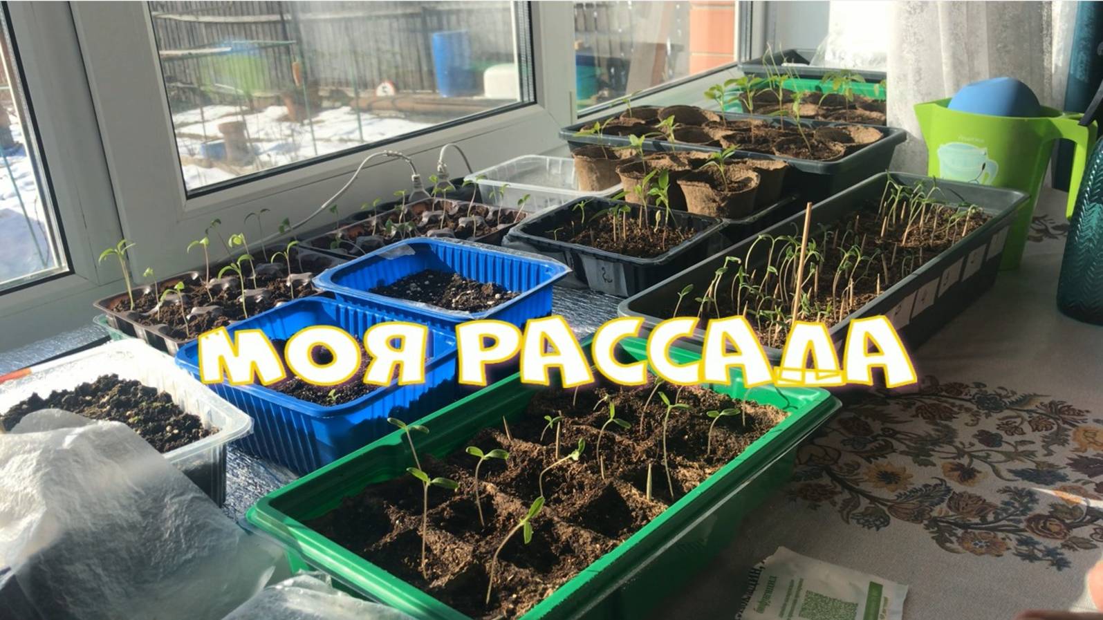 Мои всходы рассады томатов через восемь дней. Черная ножка, чем лечить.