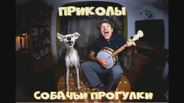 ПРИКОЛЫ. СОБАЧЬИ прогулки