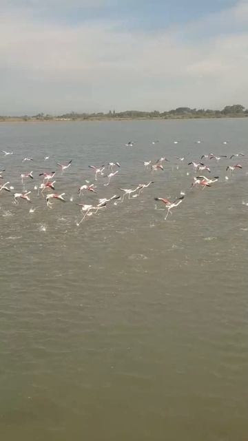 ✨ Тысяча цветов – Клип о свободе и новой жизни! 🌸🌿 | TuneSmith