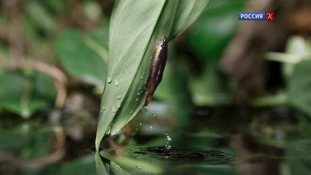 Брачная игра 4 серия «Пресная вода. Время это всё» (документальный сериал, 2021)
