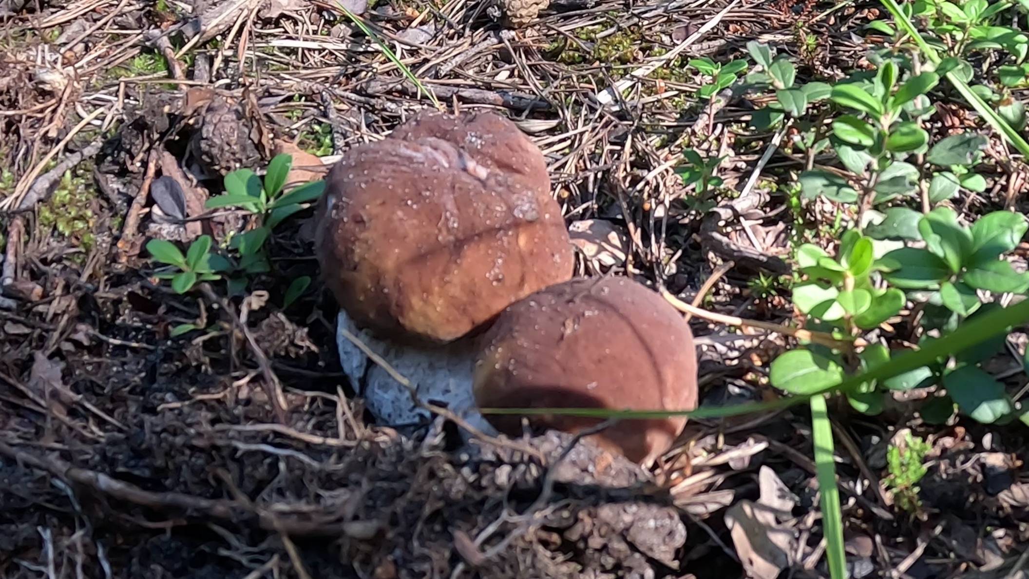 Счастье грибника. Как белые грибы делают каждый поход в лес настоящим праздником