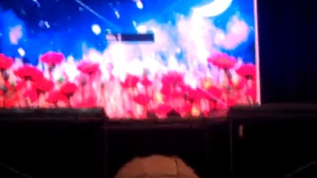 Концерт Жамили (последние приготовления) 2