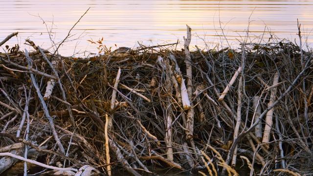 Тайная жизнь животных 4 серия «Создание дома» (документальный сериал, 2024)