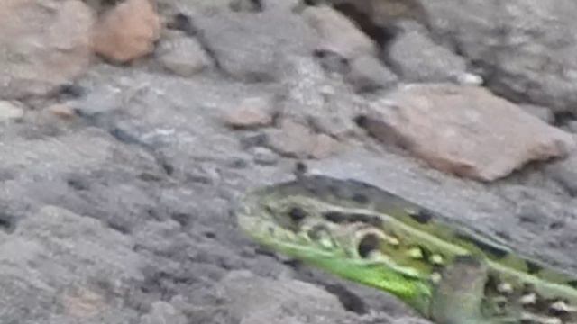 Ящерка зелёная