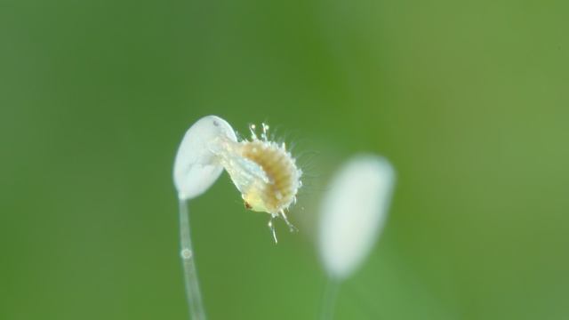 Тайная жизнь животных 2 серия «Воспитание потомства» (документальный сериал, 2024)