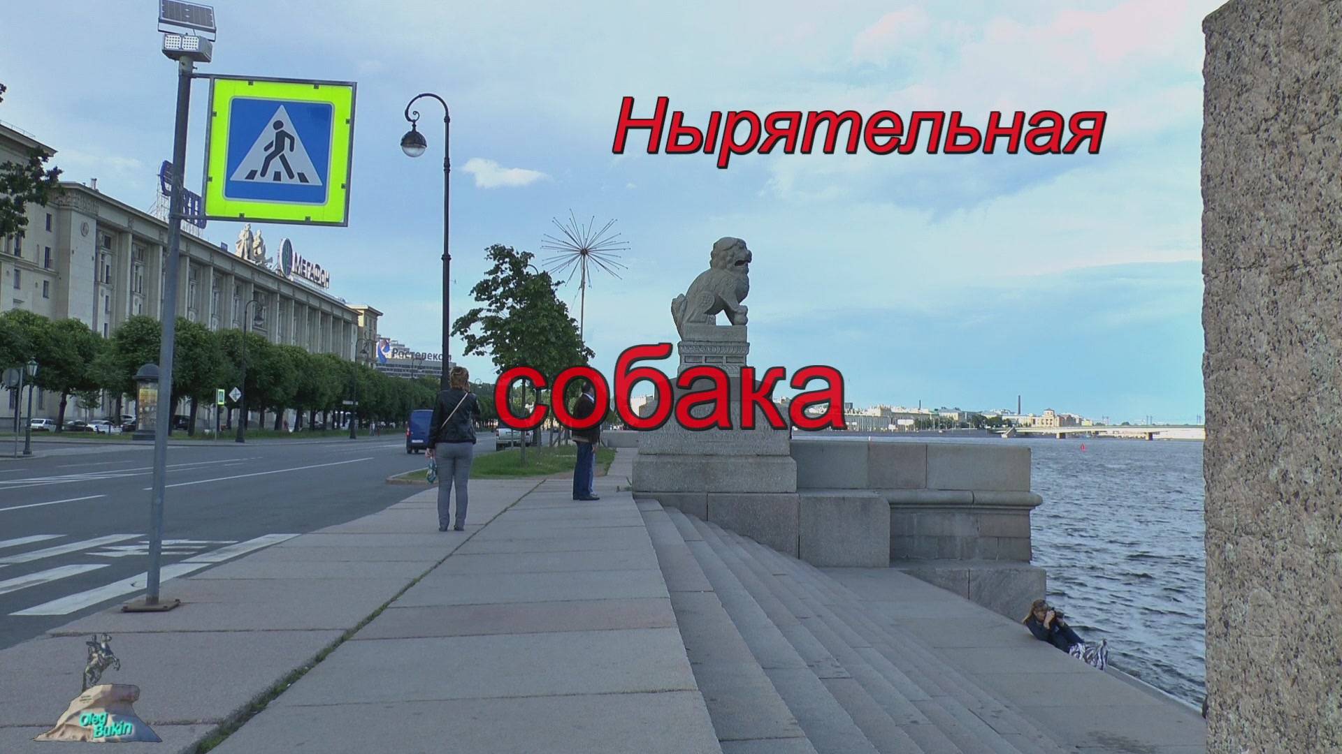 Нырятельная собака