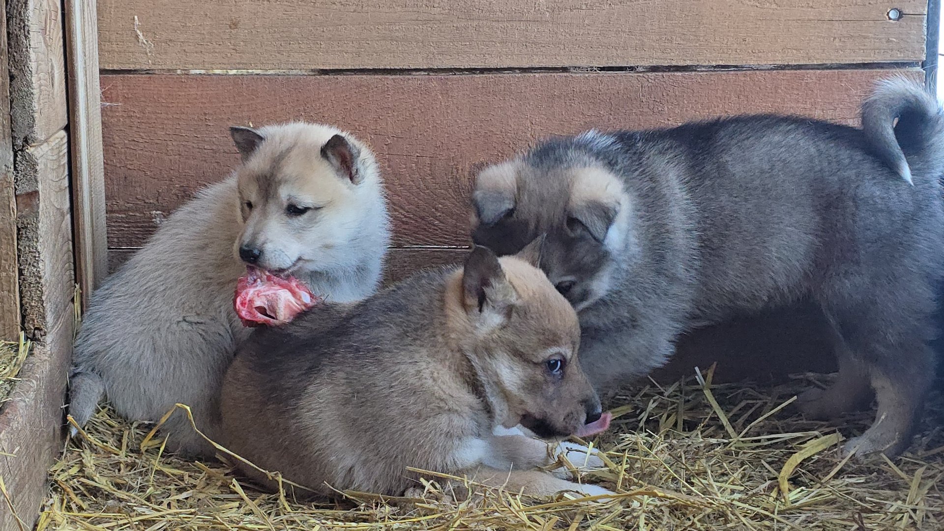 Щенкам сырое