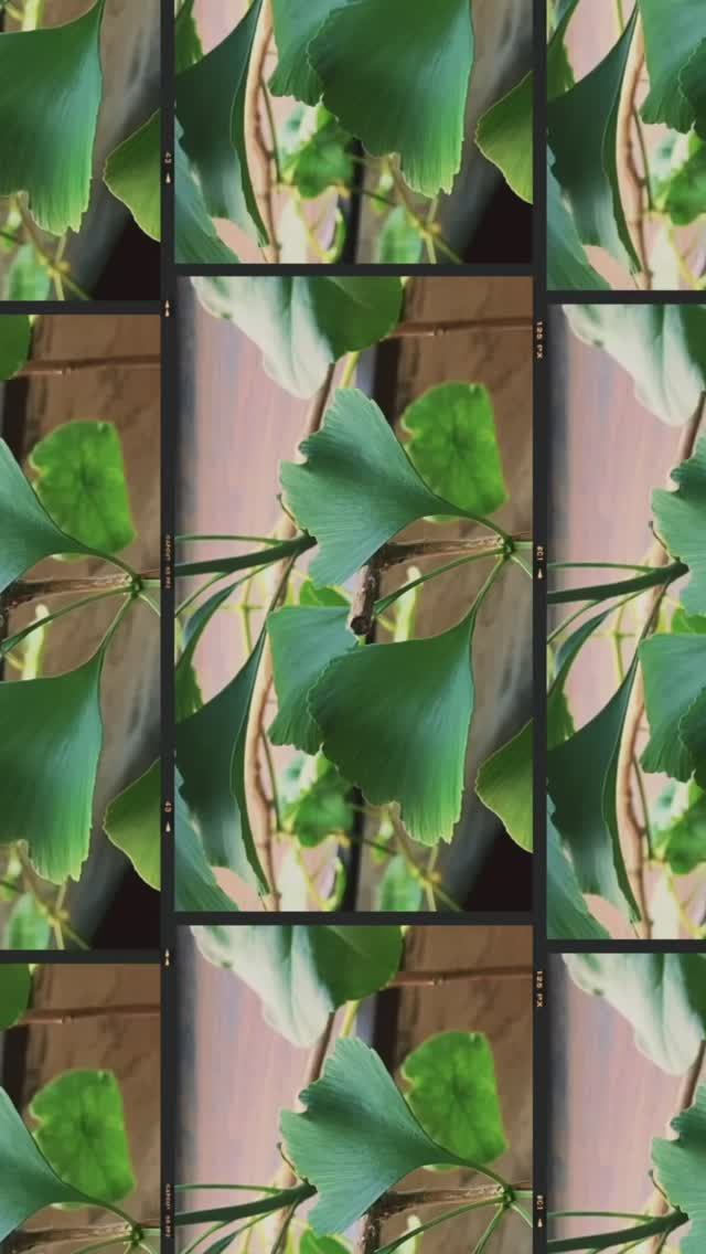 Гинкго билоба. А на канале уже есть видеообзор растения!