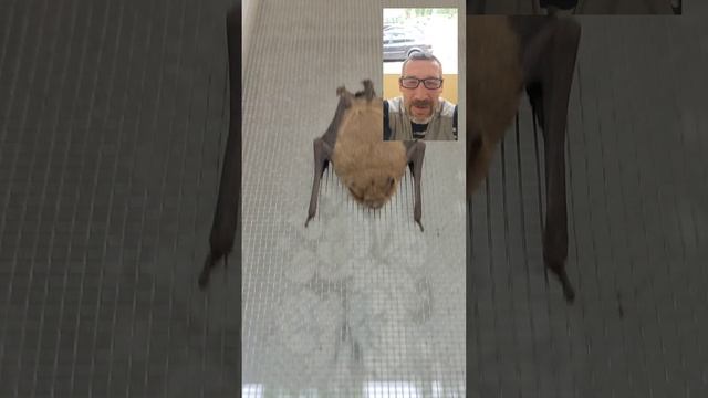 Летучая мышка 21/07/2022