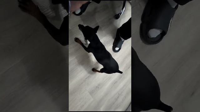 Новая, любимая игрушка Джонни!