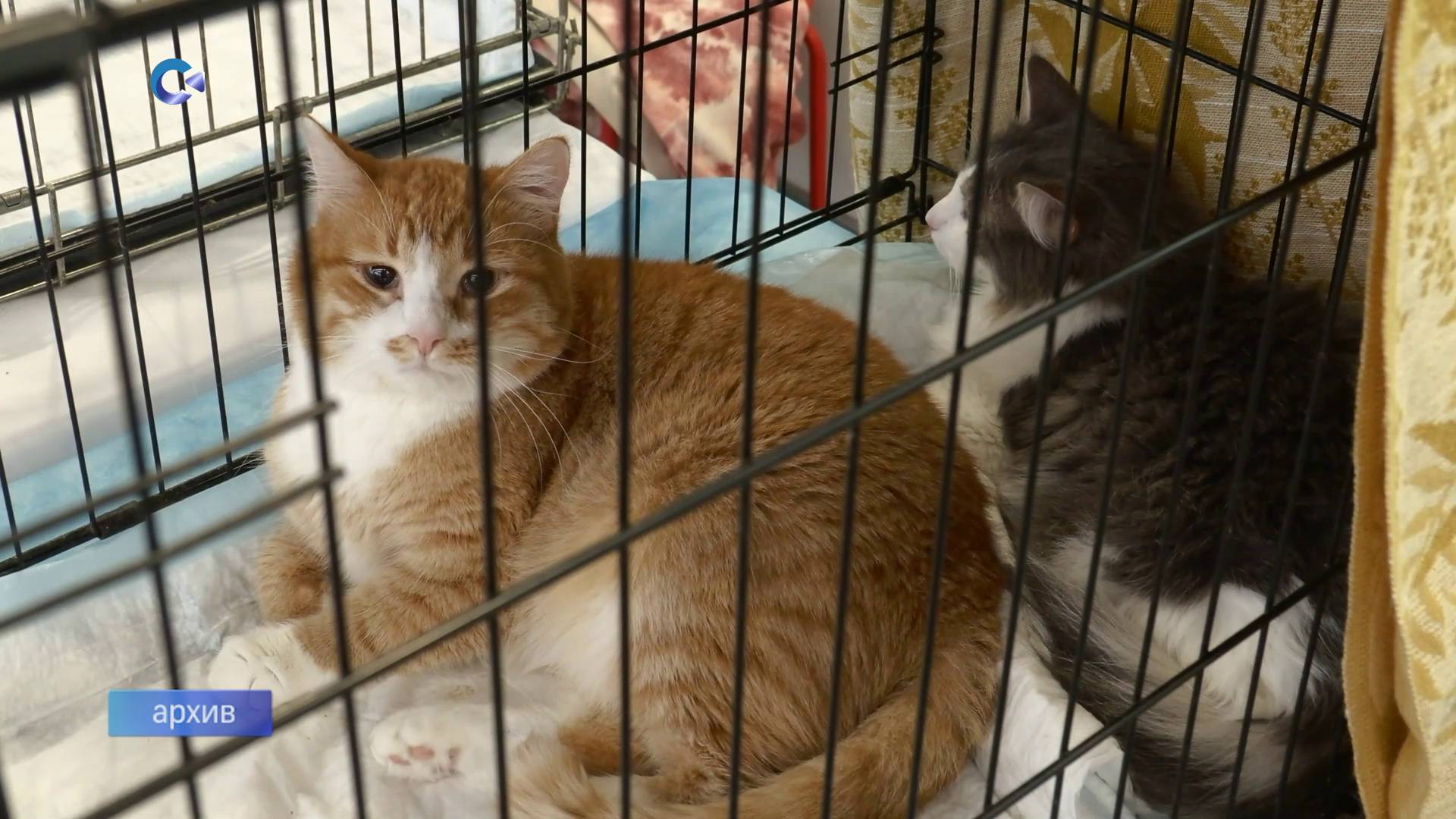 Акция «Теплые коты» снова пройдет в карельской столице