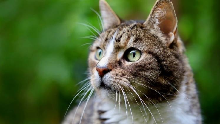 У котов своя жизнь.