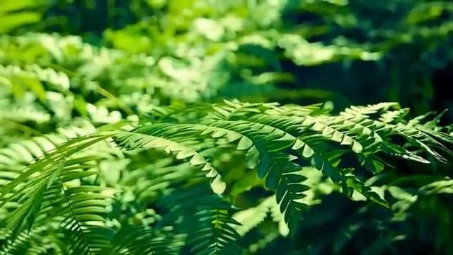 Прощай, стресс 🌿 Нежная целебная музыка для успокоения сердца и разума.