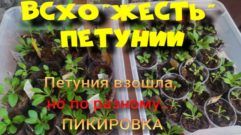 ВСХОЖЕСТЬ СЕМЯН ПЕТУНИИ. ПИКИРОВКА.
