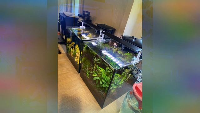 Красивые аквариумы дома от наших заказчиков.