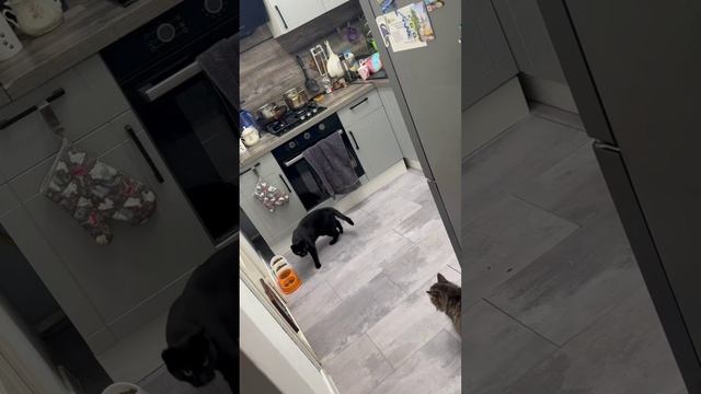 #КОТЫ_ДИВЕРСАНТЫ - #МИССИЯ_ВЫПОЛНИМА