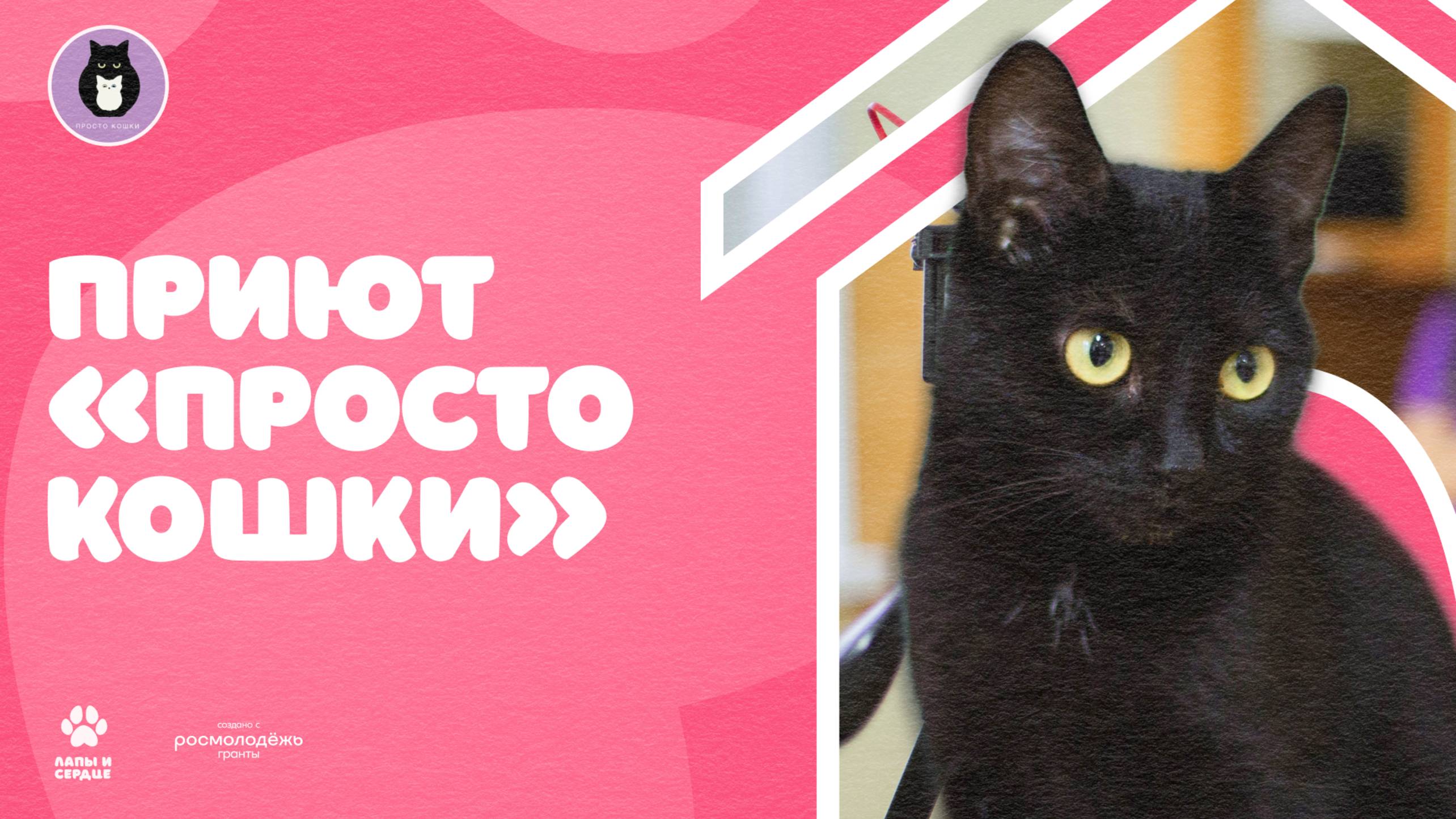 Лапы и сердце | 3 выпуск | Просто кошки (eng)