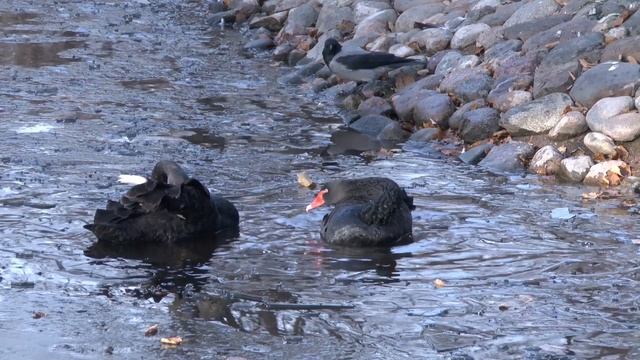 Я ЧЁ, дура????