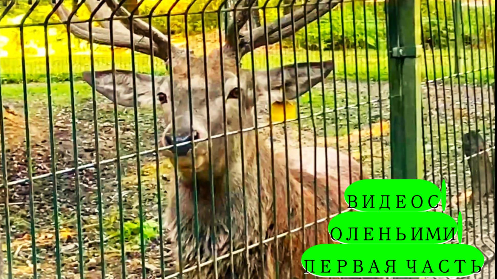 ОЛЕНИ I ПОЕЗДКА С БРАТОМ И ЕГО ДЕВУШКОЙ