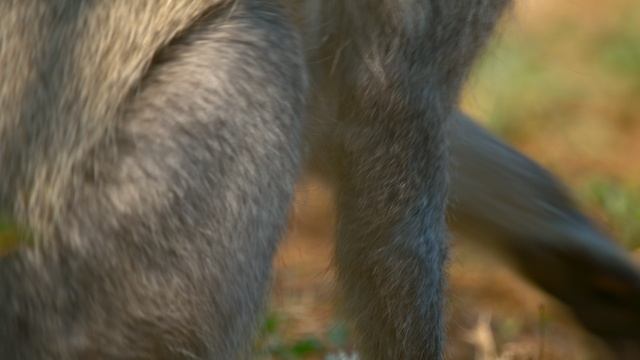 Тайная жизнь животных 3 серия «Самозащита» (документальный сериал, 2024)