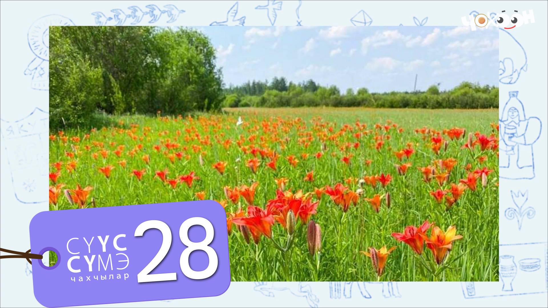 Сардаана сибэкки | Сүүс сүмэ чахчылар