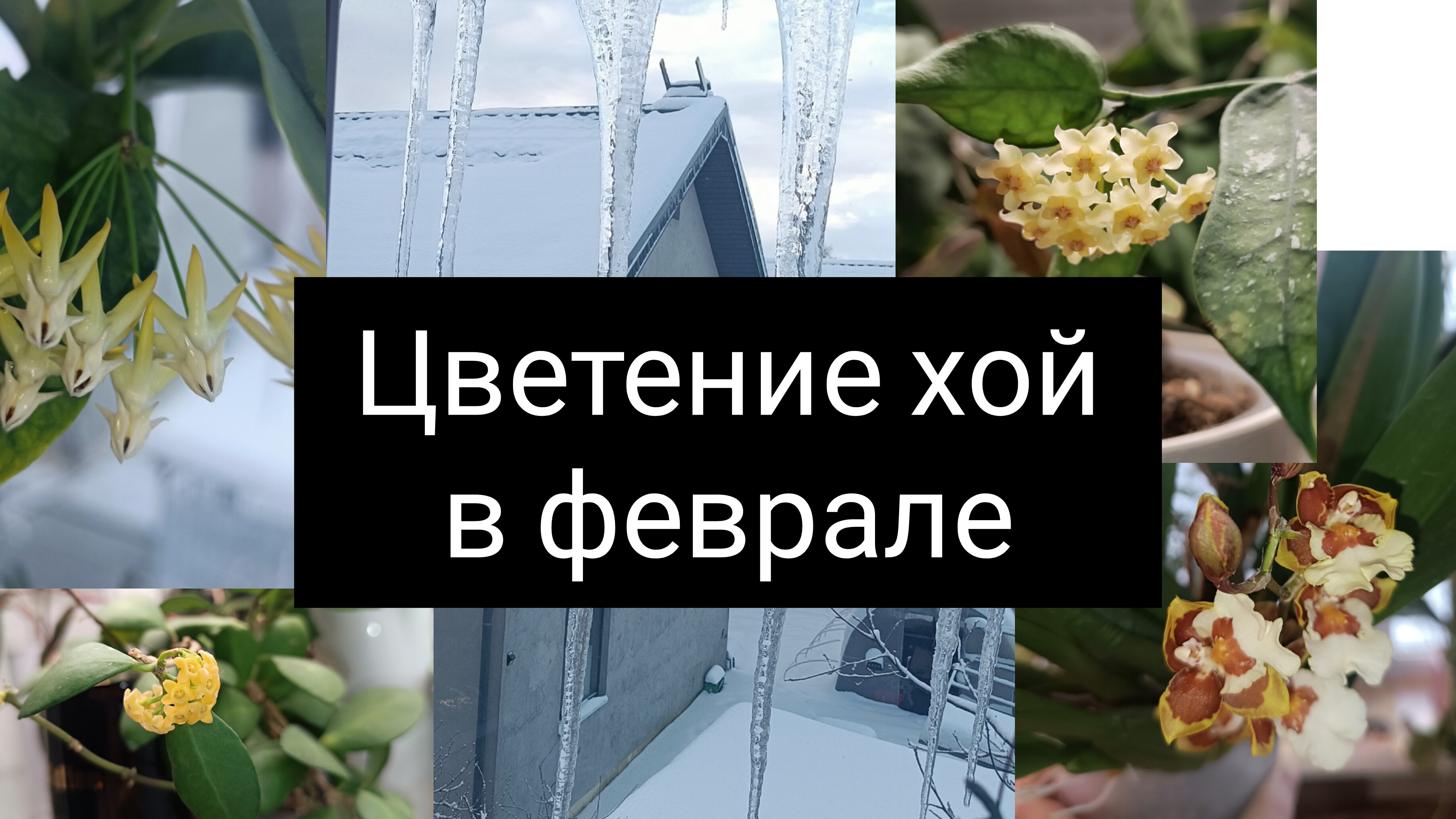 цветение хой в феврале