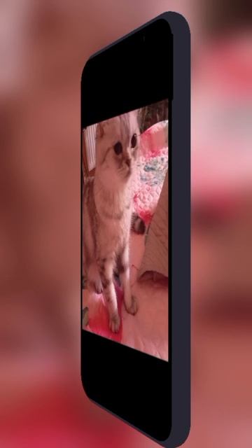 Кошечка Бусинка