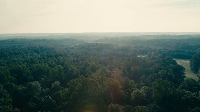 Расслабляющие звуки леса.