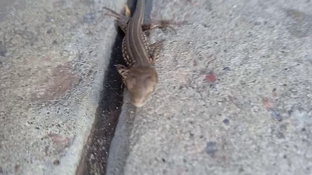 Ящерка малыш