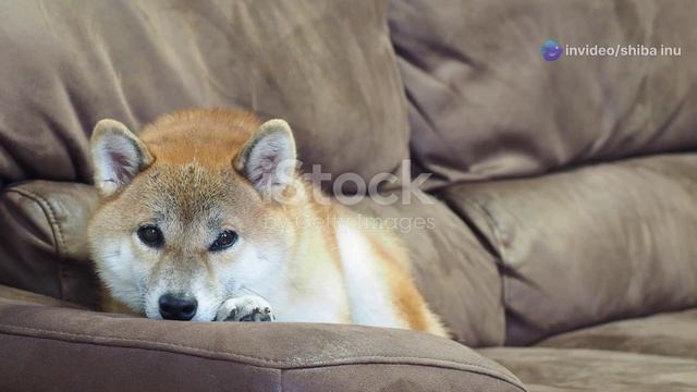 Шиба Ину: Король Мемов и Криптобудущего