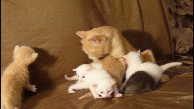 Кошка Алиса  и котята. Часть 2