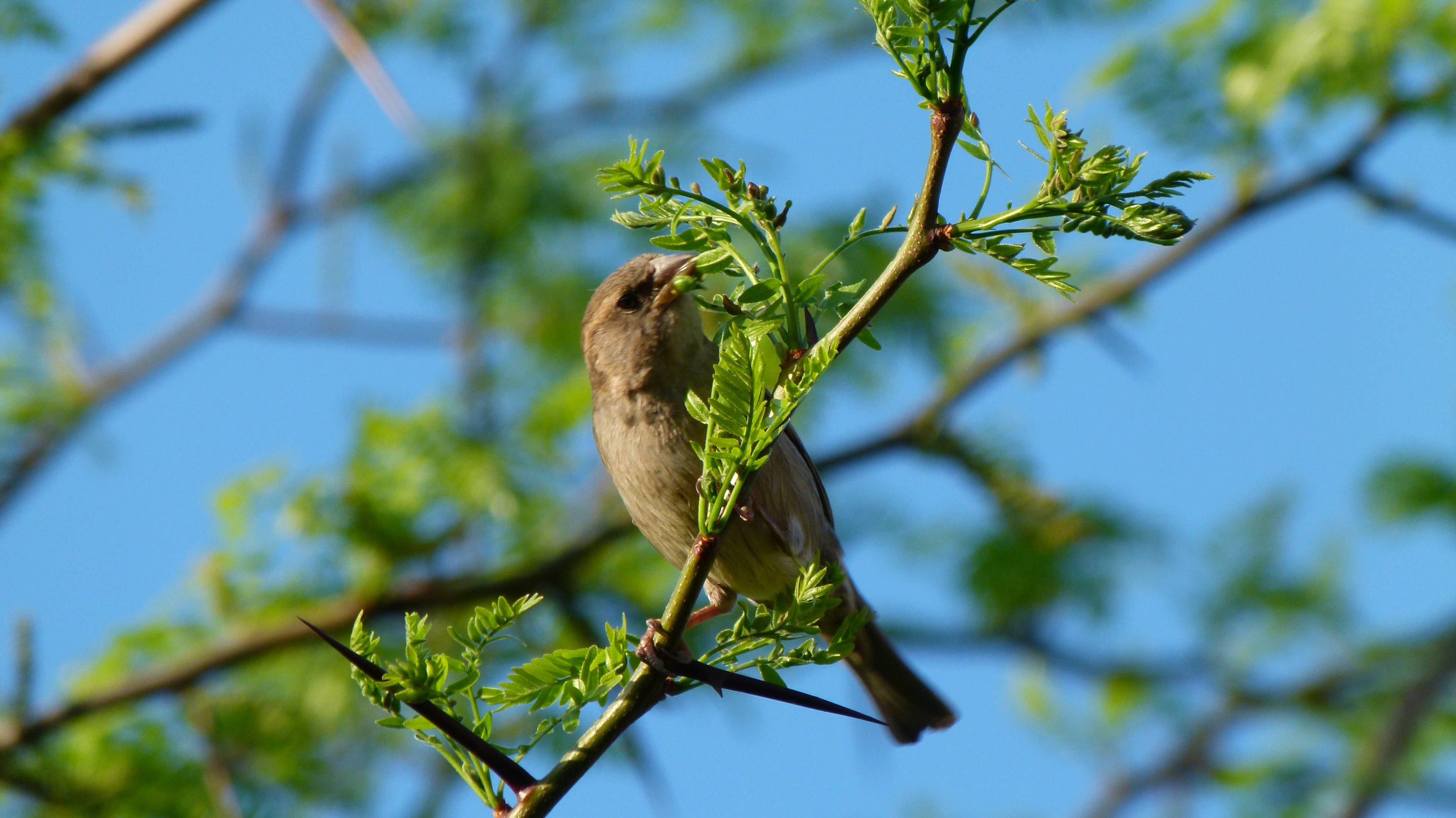 Владимир Швецов - "ПриРАдаведение" (часть 3) (декоративные культуры)