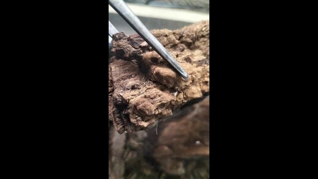 Scutigera Coleoptrata (ч.2)