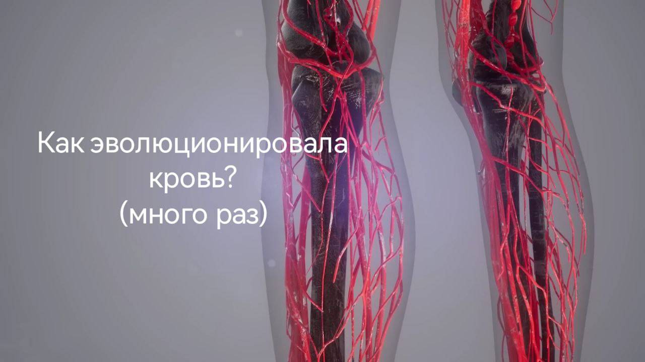 Как эволюционировала кровь?