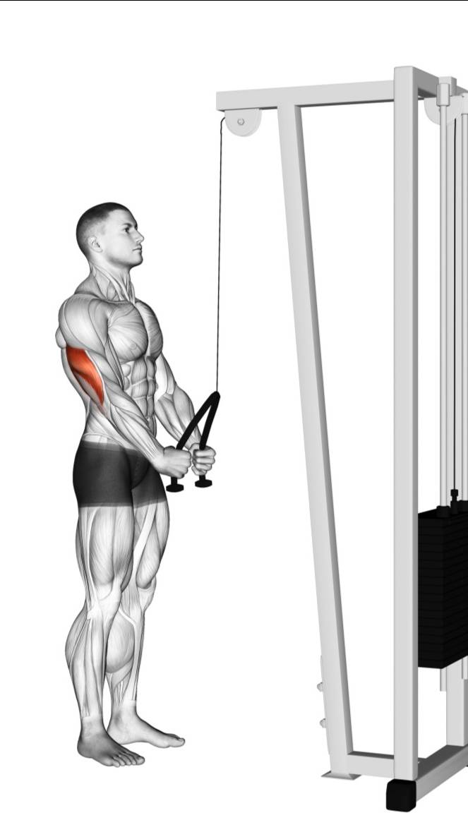 Разгибания рук с канатом