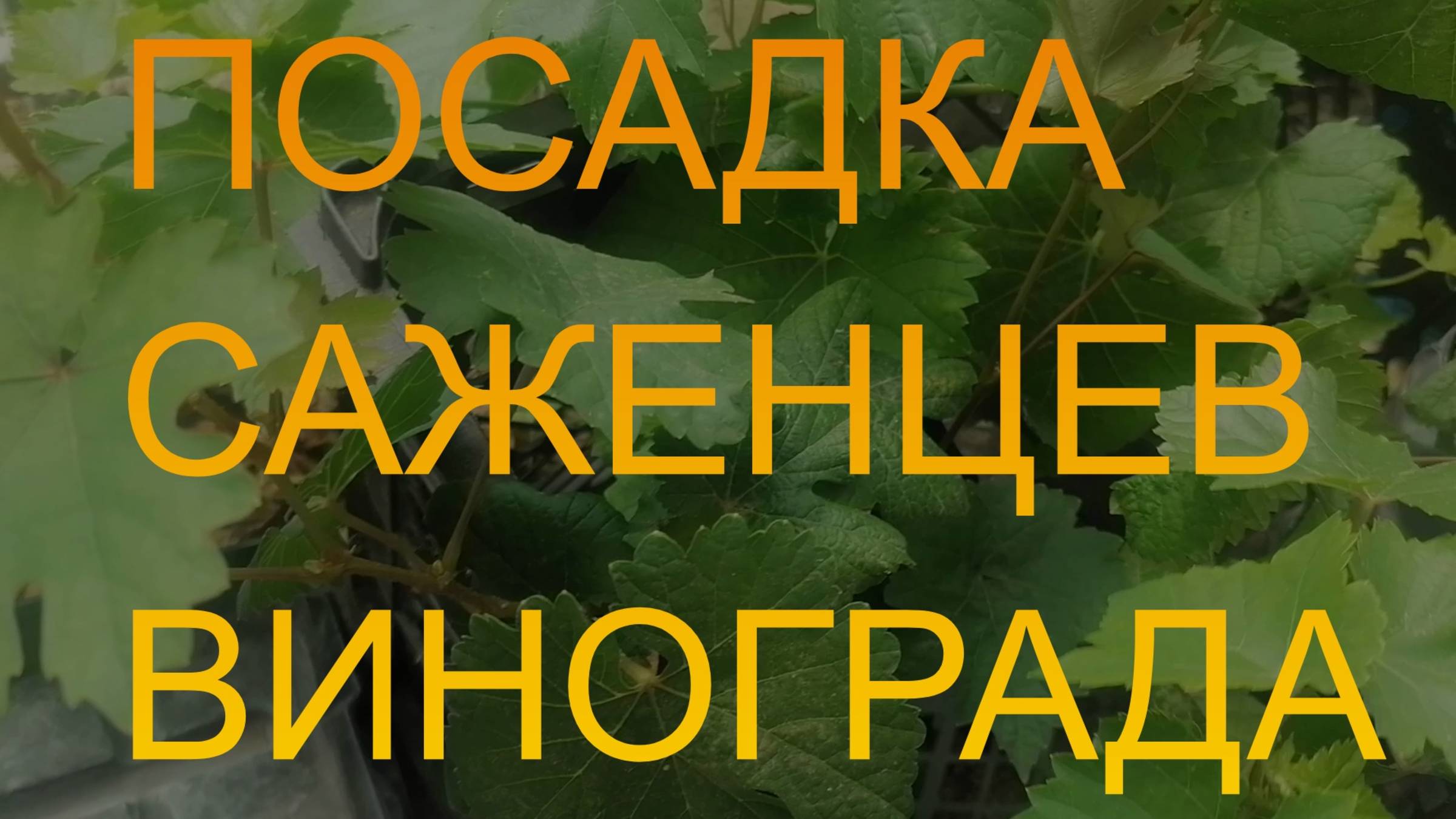 Особенности посадки винограда в северных регионах.  Закалка саженцев и выбор удобрений.