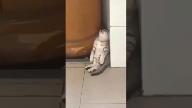 КОШКИ ВСЮДУ МОГУТ СПАТЬ.