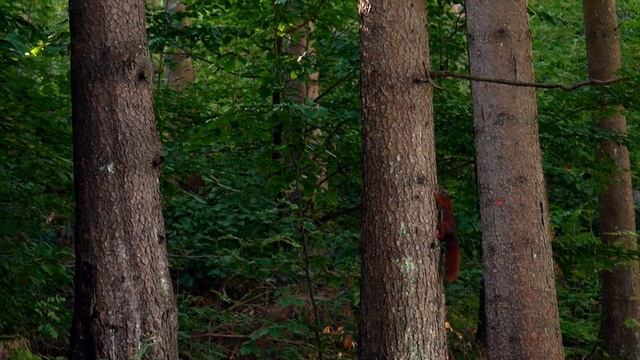 Древлегорск. Images. "Белочка. Родной край"
