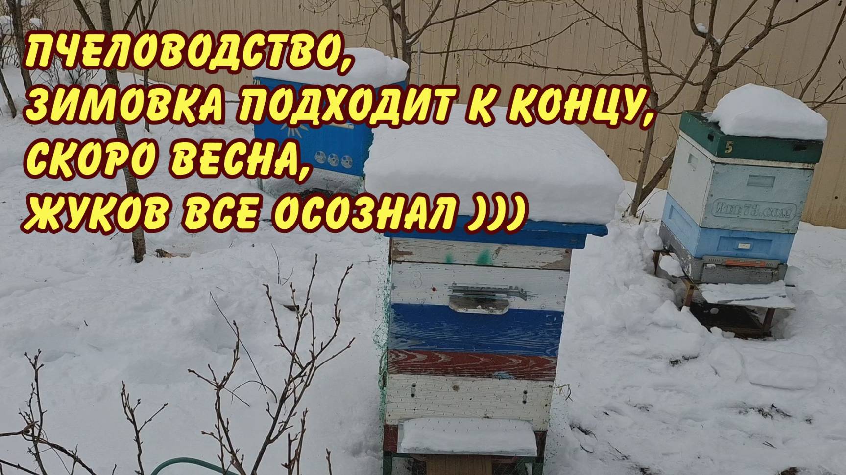 пасека зимовка подходит к концу скоро весна жуков все осознал