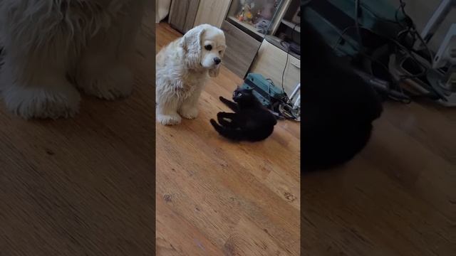 НЕ КОТ, А ЧЁРНАЯ БЕСТИЯ...