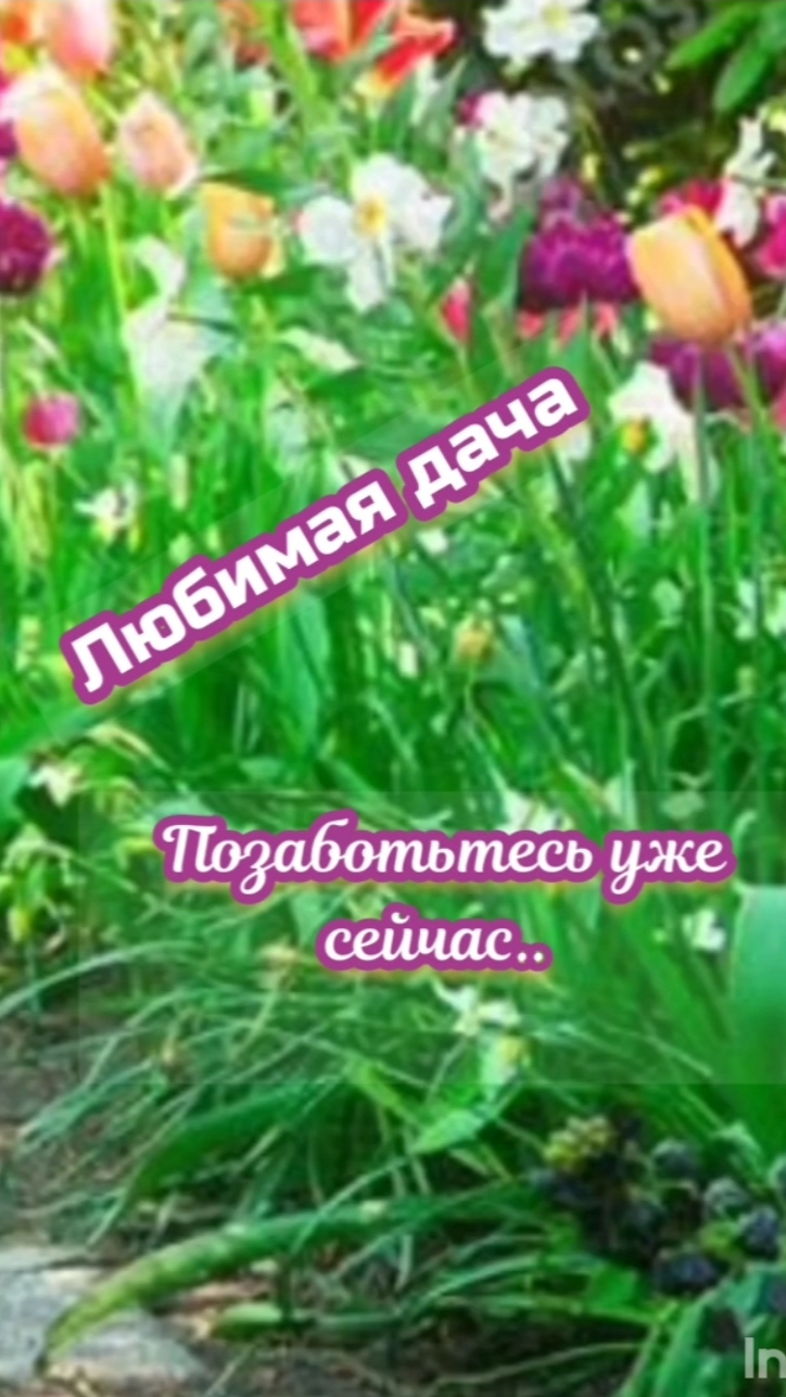 Сеем сразу в грунт🌺🌺🌺