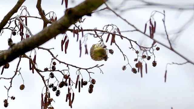 Чиж. Песни чижей