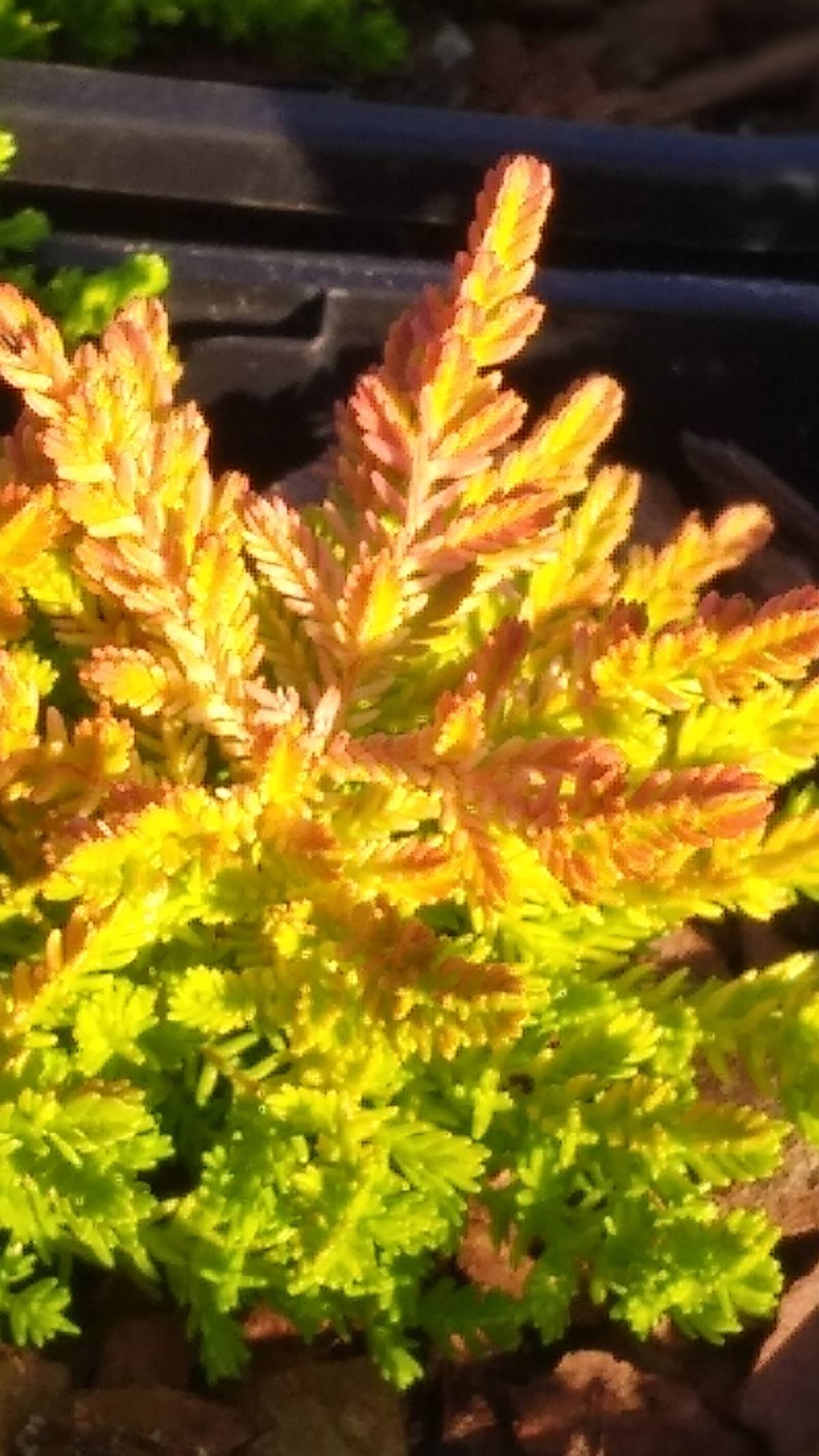 Желтые верески осенью