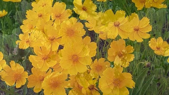 'Volkslied' 'Fedoroff - studio' Музыкальный подарок 'И зов небес, и свет в твоё окно'