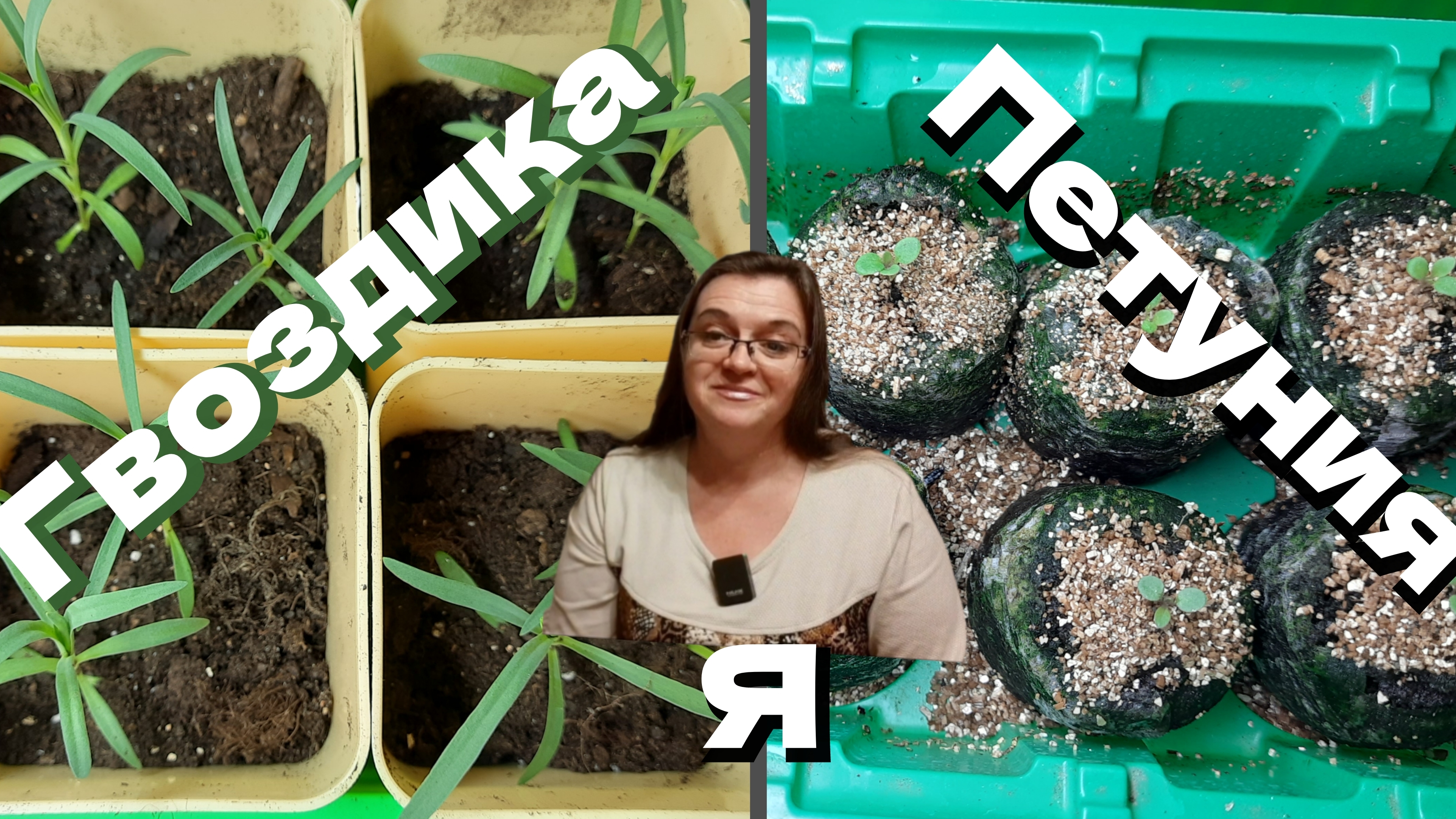 Петуния взошла. Что делать? Пикировка и прищипка гвоздики Шабо