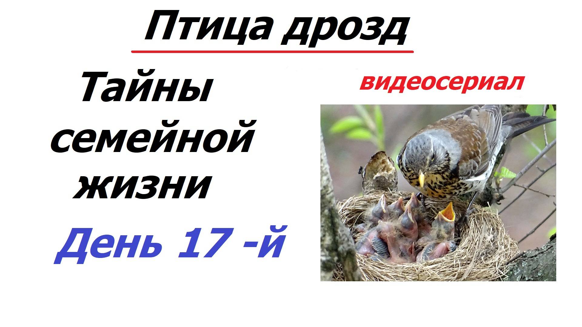 История одной птичьей семьи. День 17-й. Сериал