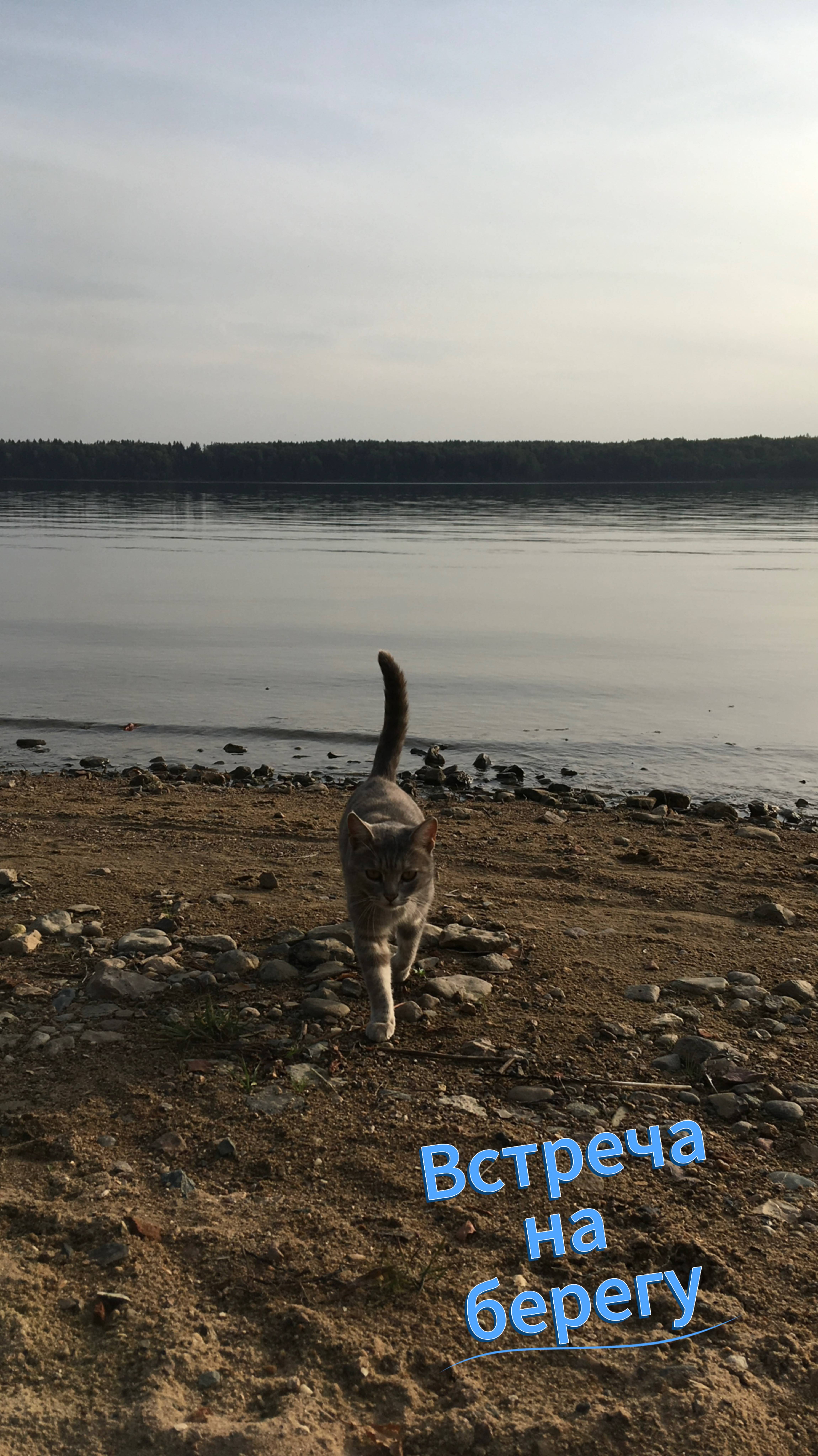 Встреча на берегу с кошкой