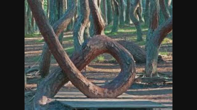 Я обязательно сюда вернусь! Заколдованный лес. Дюна Эфа. Балтийский берег