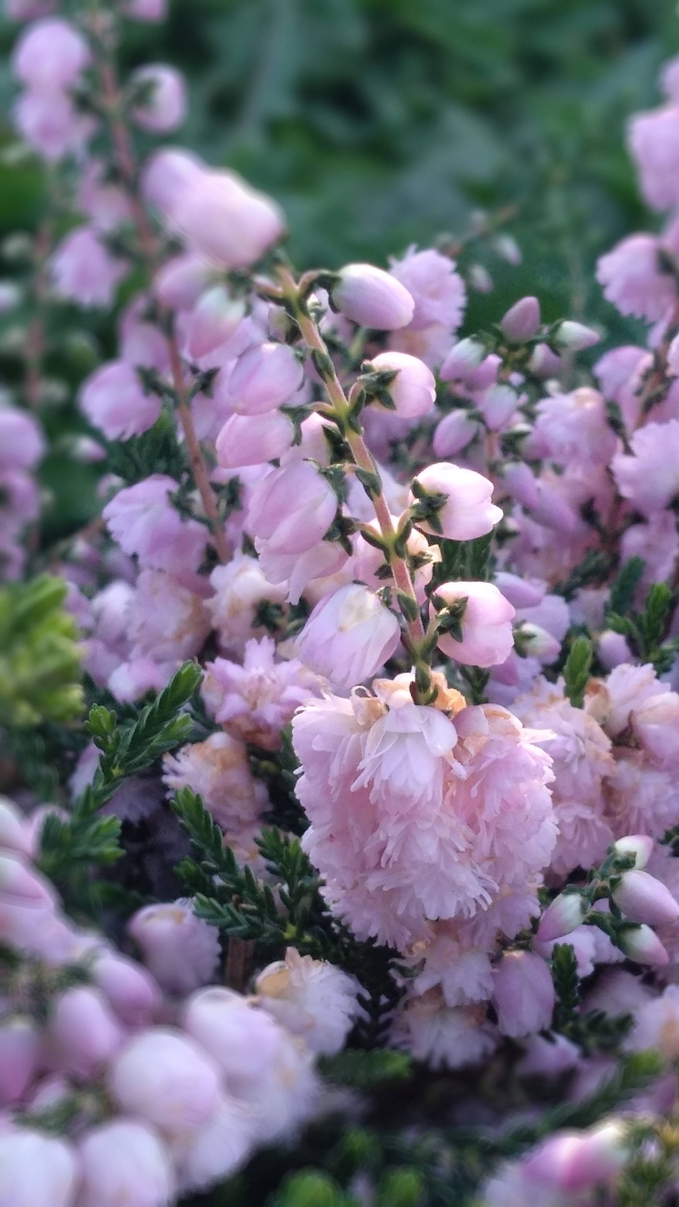 Розовый вереск